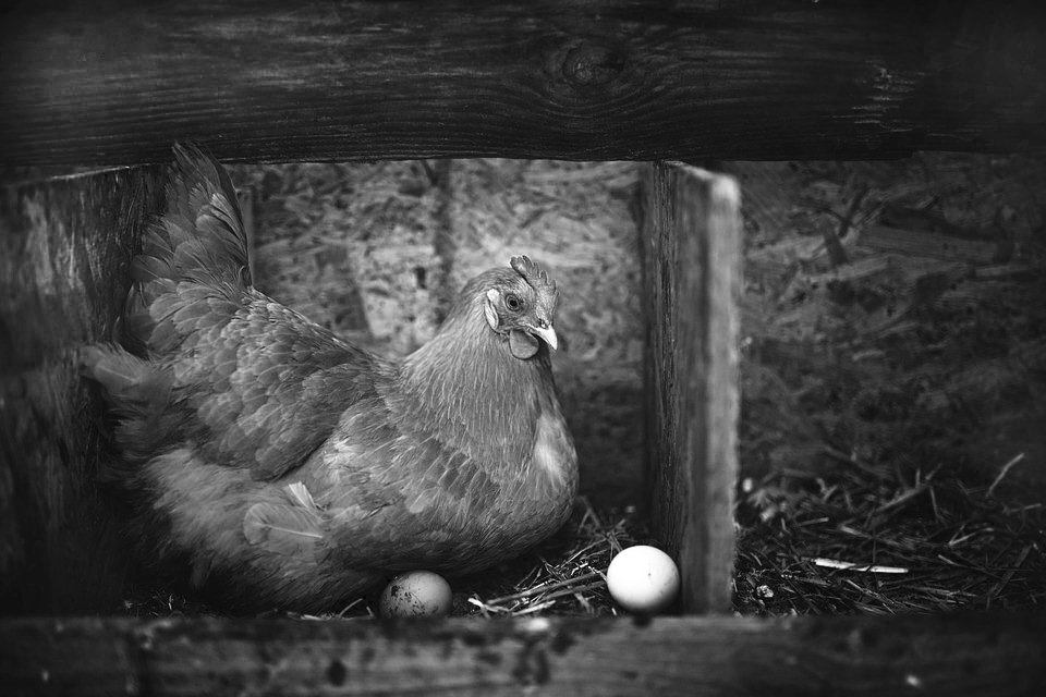 Video: Bulbocavernosus!